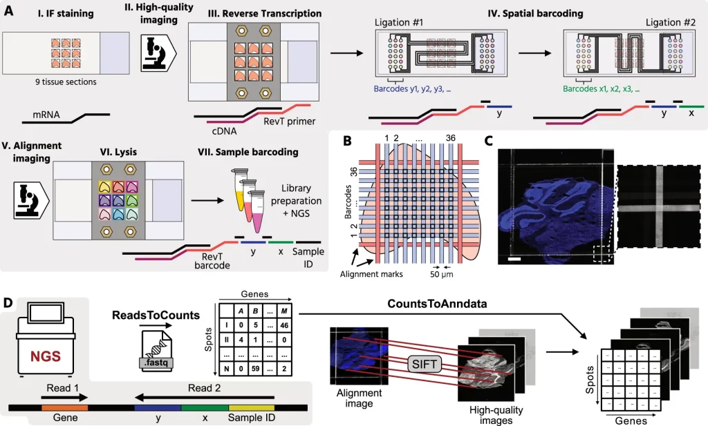 Microfluidics for Spatial Transcriptomics Workflow Guide